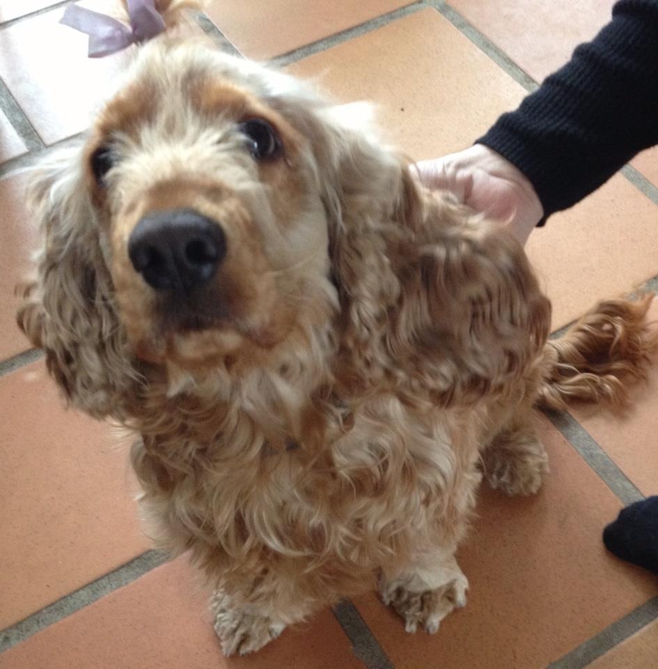 Cocker Spaniel, rødbrun han, 4 år, søger nyt hjem - Omplaceringshund ...